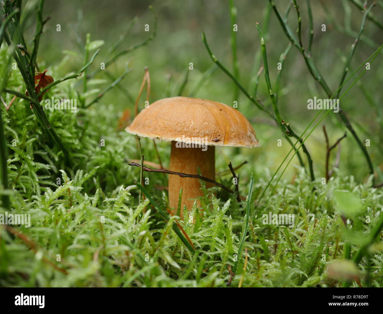 growing mushroom ( boletus variegatus ) in forest Stock Photo - Alamy