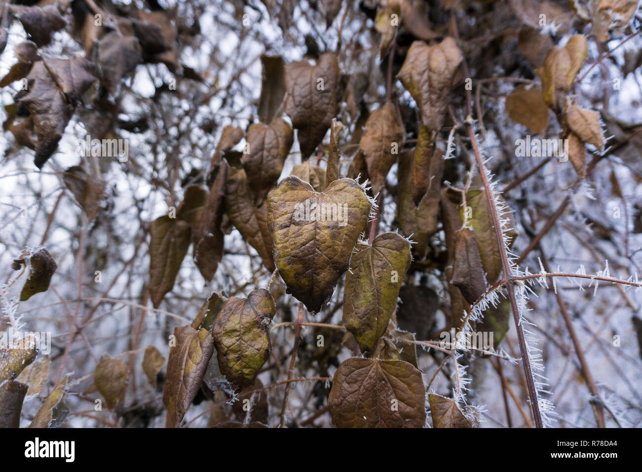 Light snow on dried leaves hi-res stock photography and images - Alamy