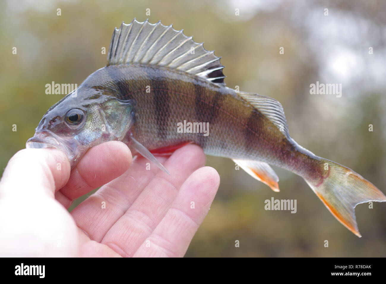 big perch in angler hand Stock Photo - Alamy