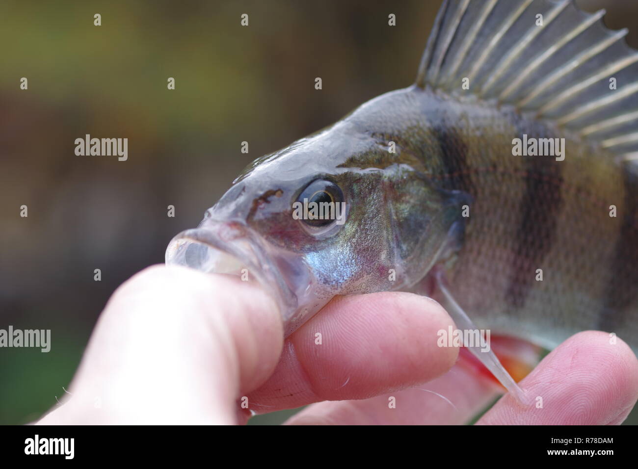 big perch in angler hand Stock Photo - Alamy