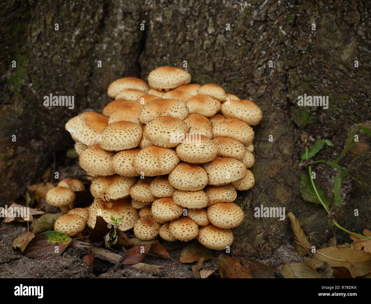 honey funguses on the trunk tree Stock Photo - Alamy