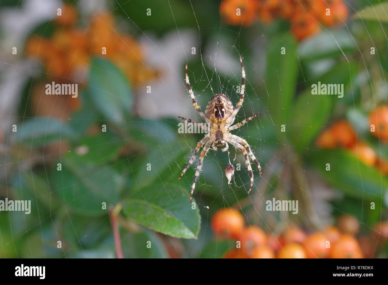 big cross spider on net Stock Photo - Alamy