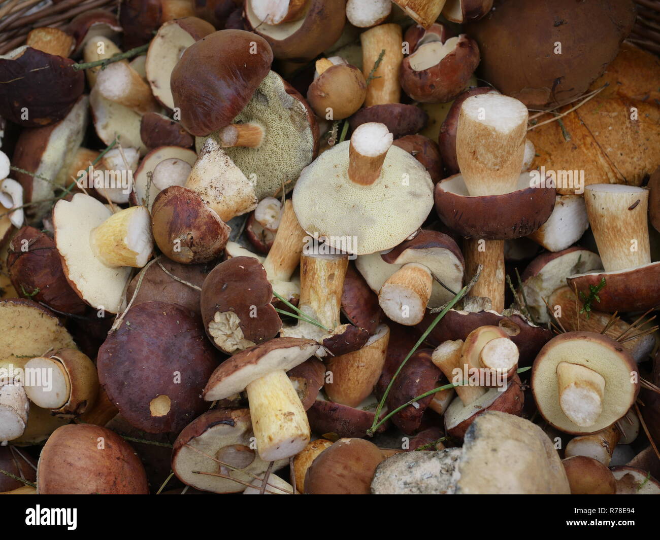 mushrooms boletus background Stock Photo - Alamy