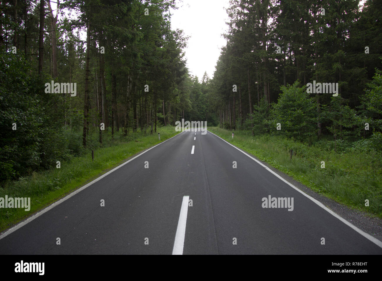 dry asphalted road with curve without vehicles through a forest in ...
