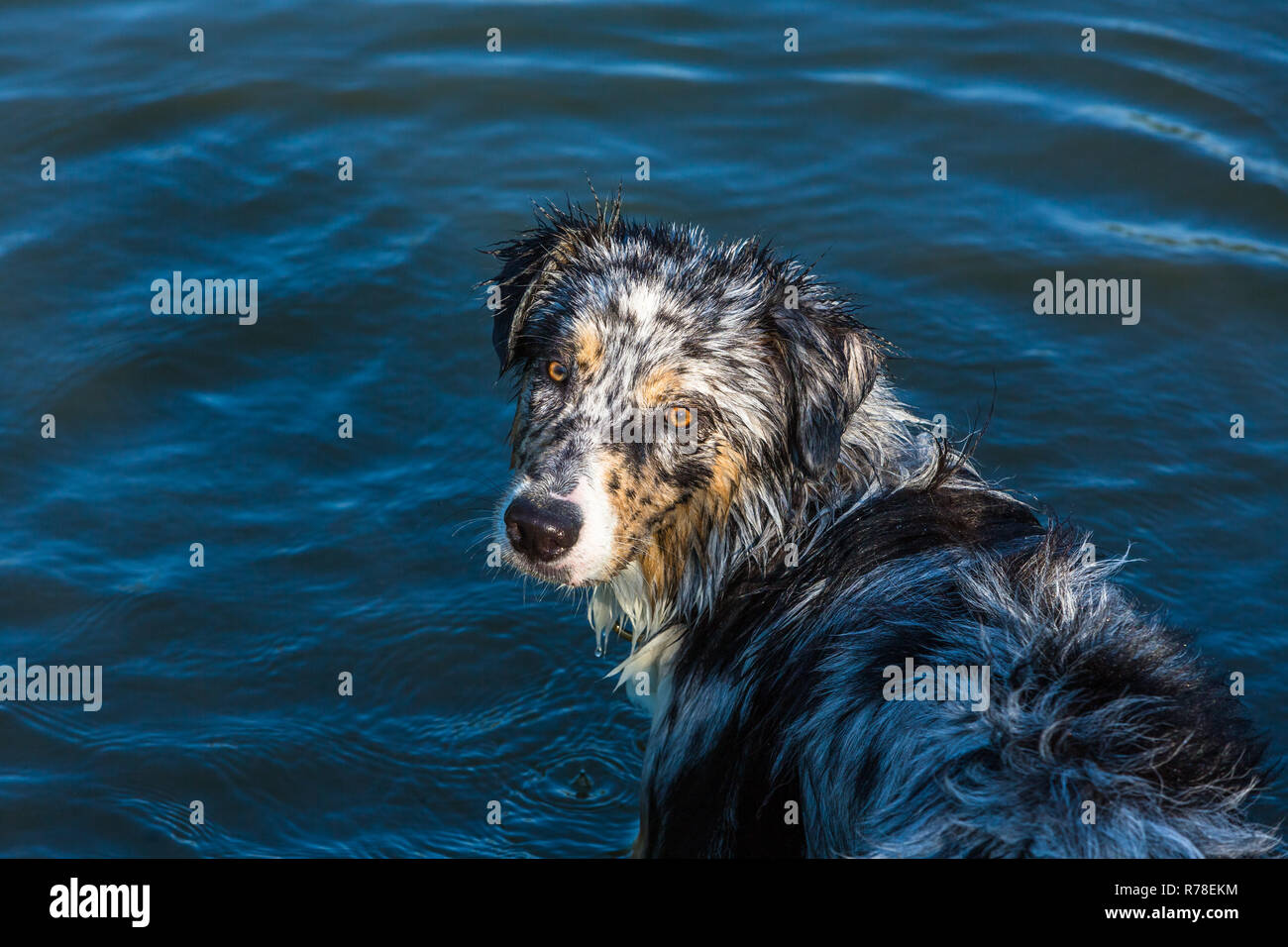 Portrait wet australian shepherd hi-res stock photography and images ...