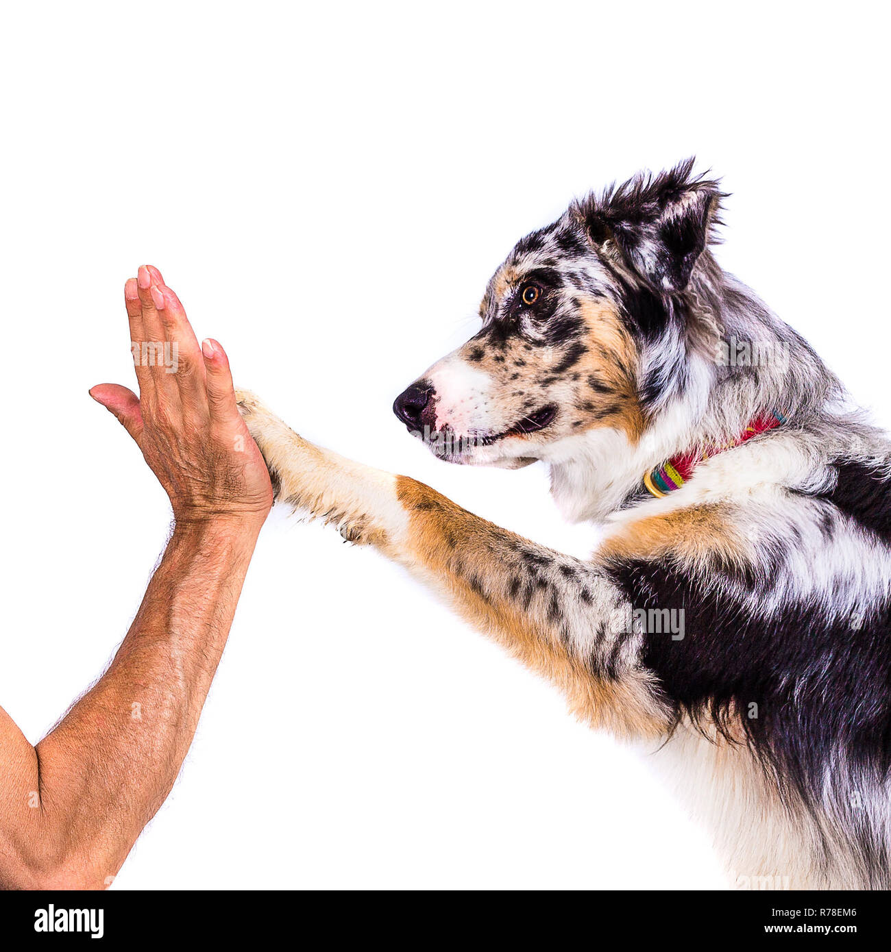 Hund gibt Pfote Stock Photo - Alamy