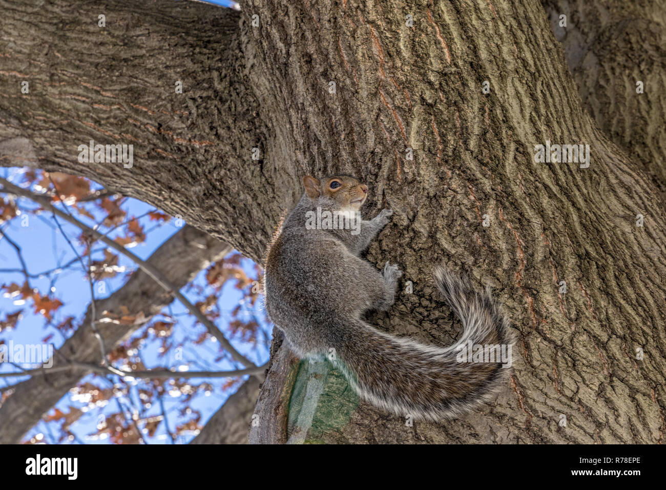 Grey squirrel white background hi-res stock photography and images - Alamy