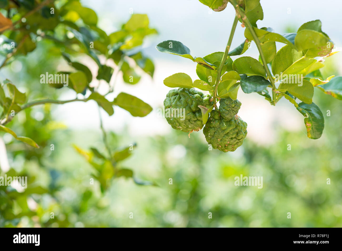 kaffir lime tree Stock Photo - Alamy