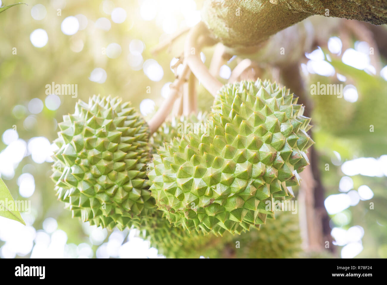 Durian farm malaysia hi-res stock photography and images - Alamy