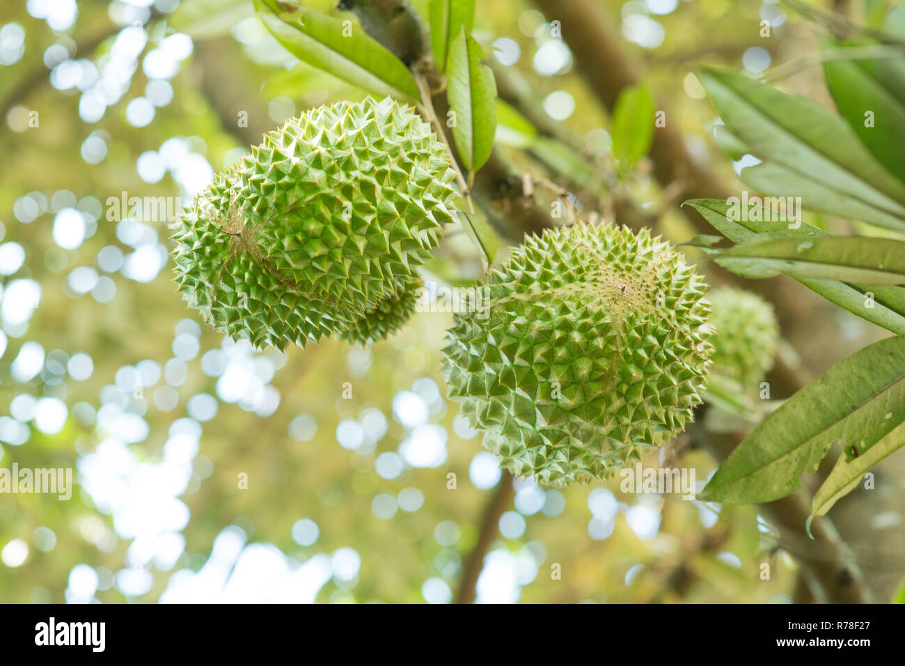 Musang king hi-res stock photography and images - Alamy