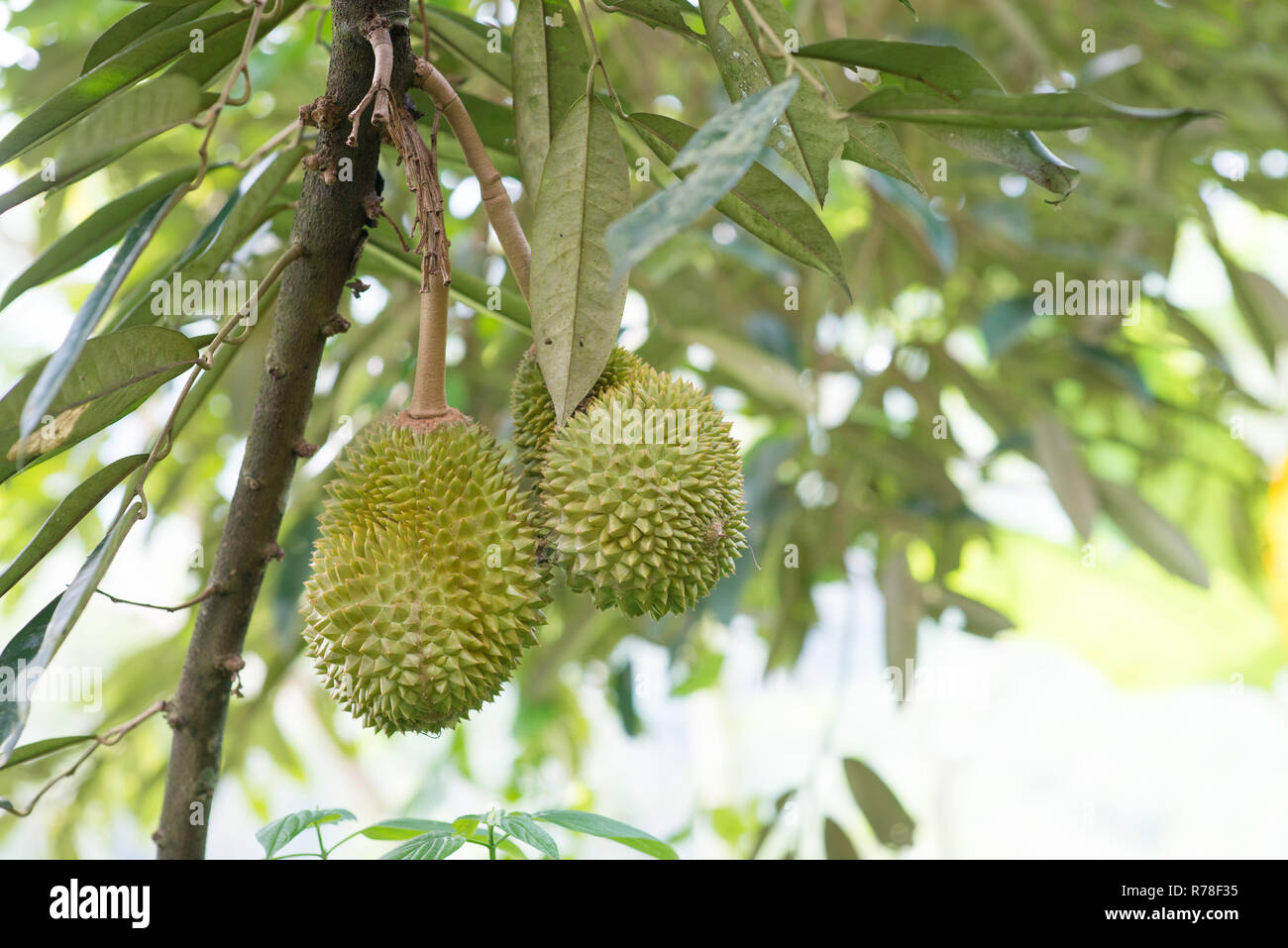 Musang king durian on tree Stock Photo - Alamy
