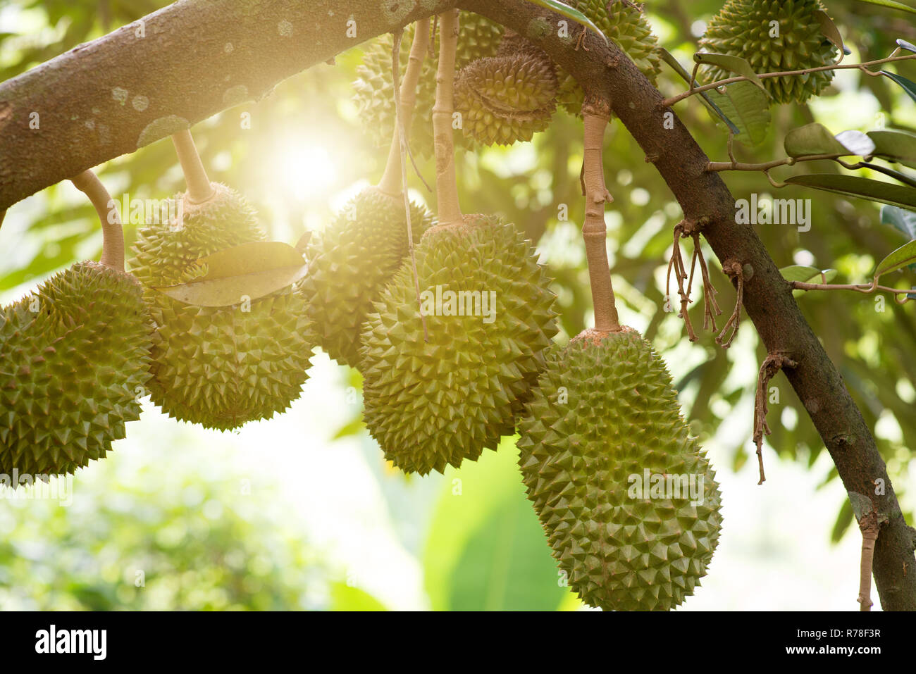 Durian tree hi-res stock photography and images - Alamy