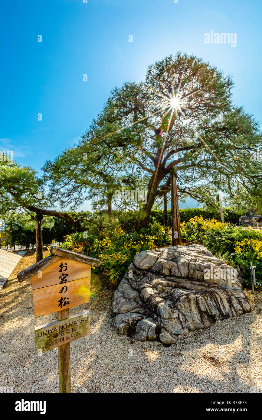 Matsu pine hi-res stock photography and images - Alamy