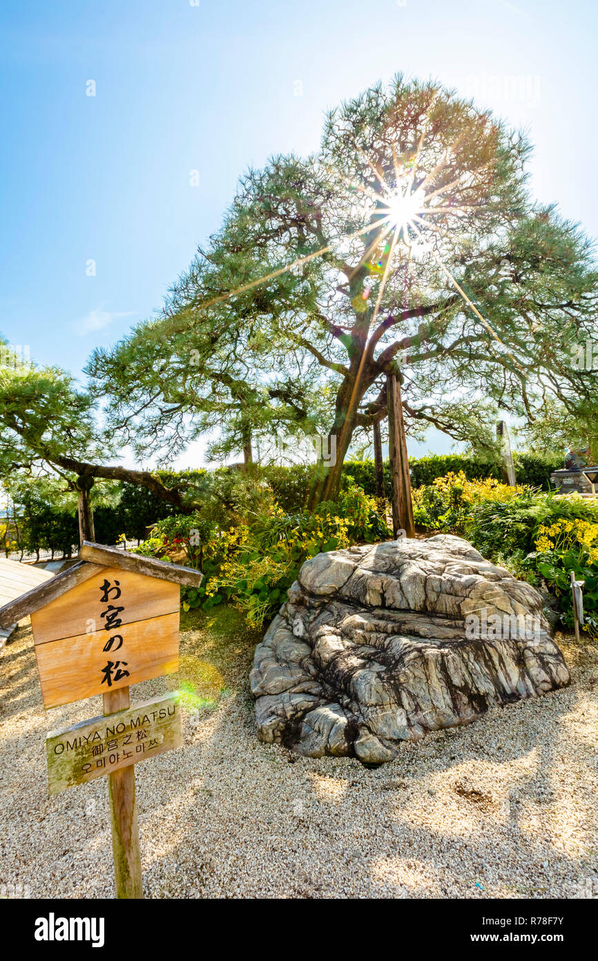 Atami, Shizuoka / Japan - December 2 2018: Omiya no Matsu pine tree ...