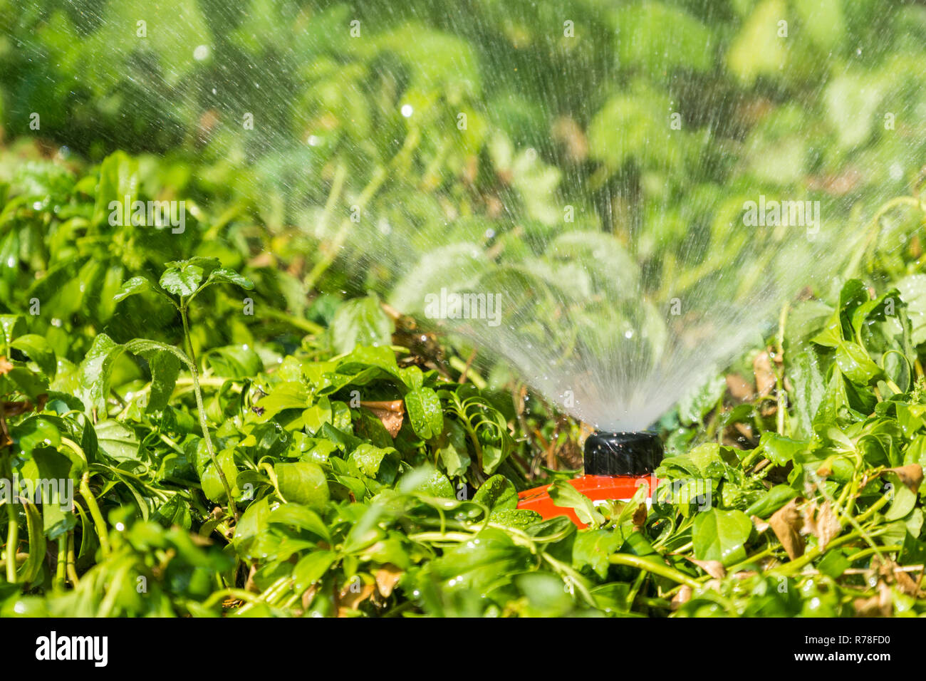 Automatic watering system on green hi-res stock photography and images ...