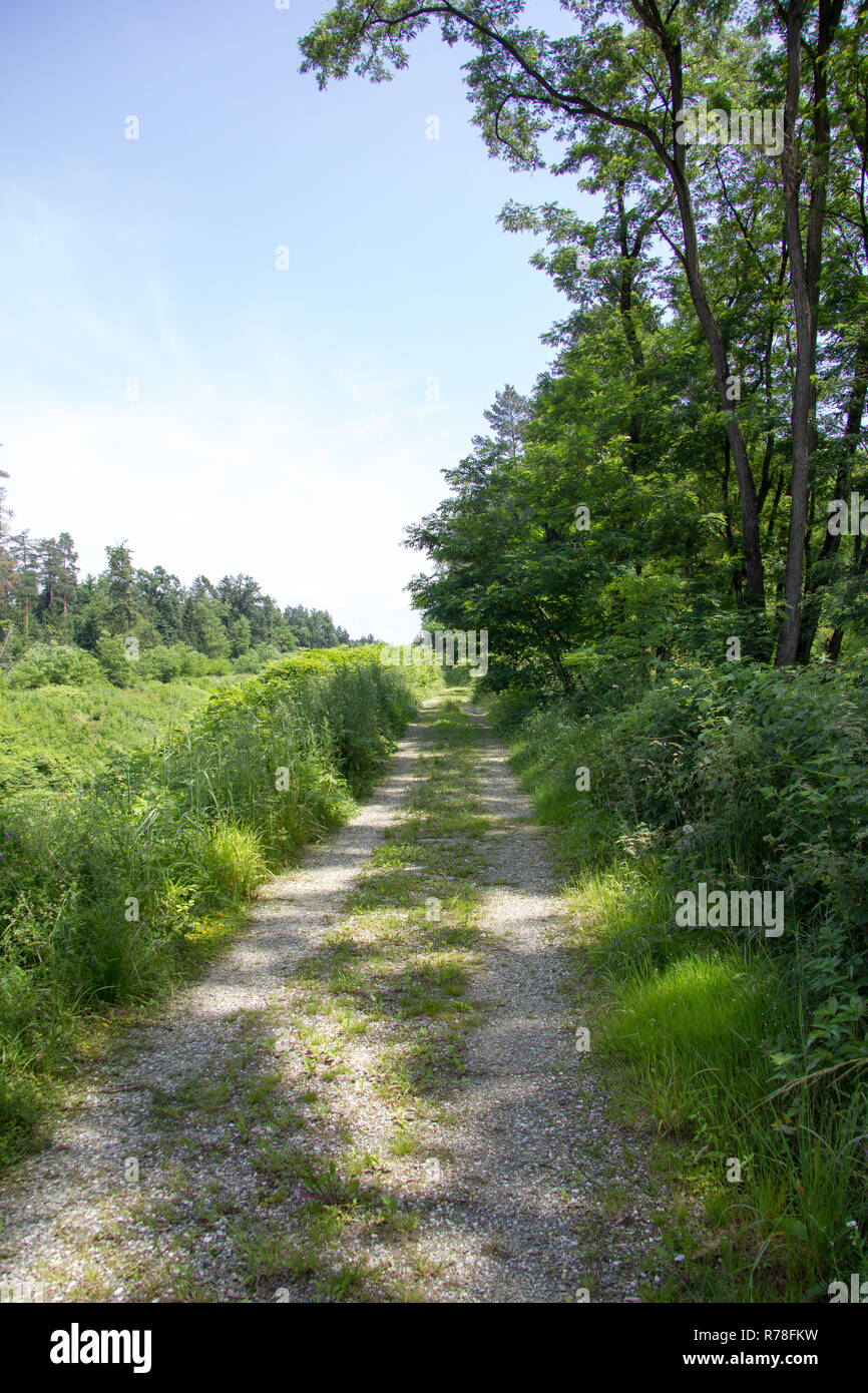 gravel road with shrubbery on a sunny day in spring Stock Photo - Alamy