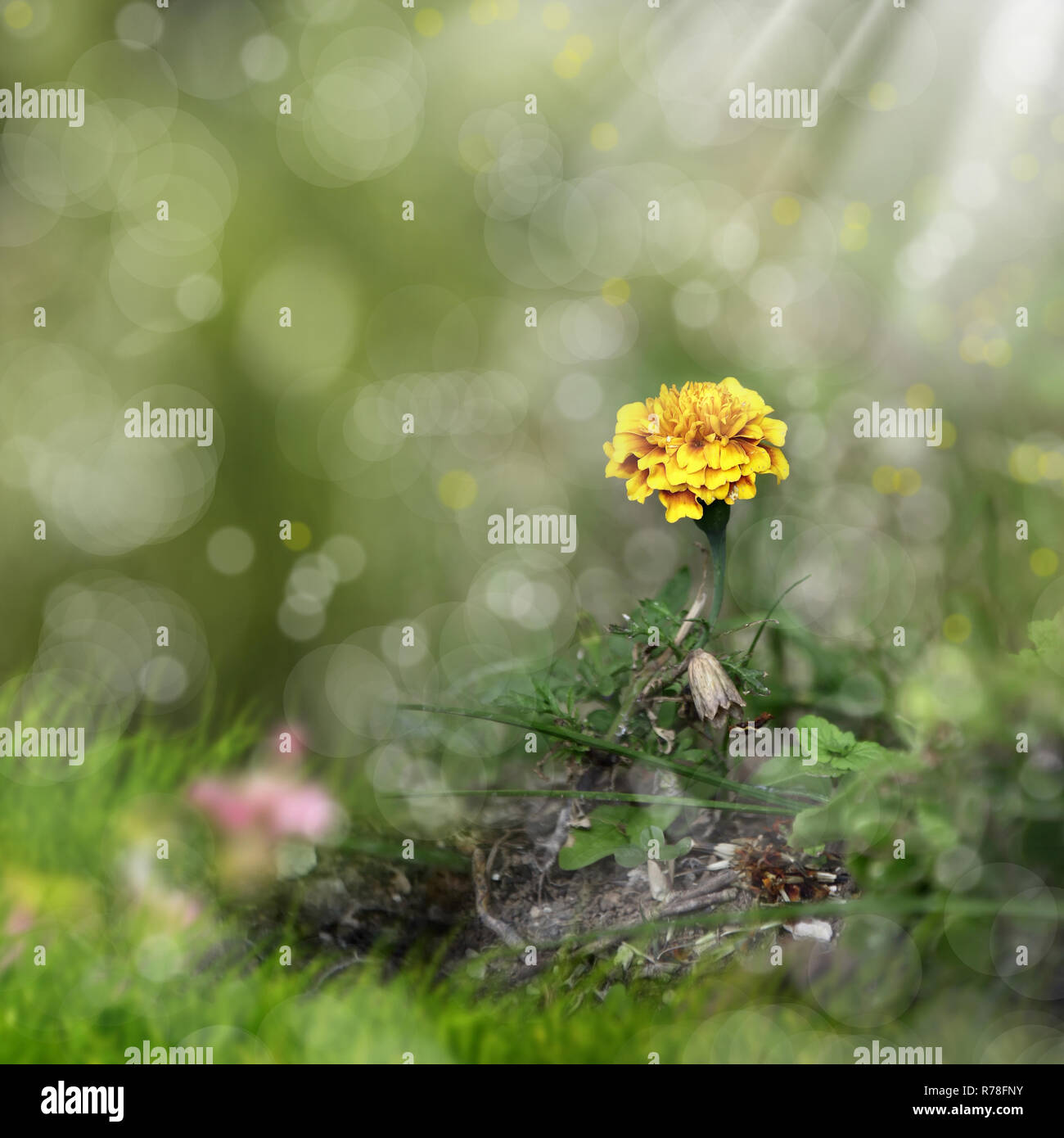 Petal beam outdoor hi-res stock photography and images - Alamy