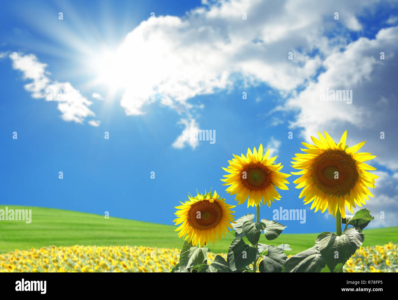 sunflower and blue sky Stock Photo - Alamy