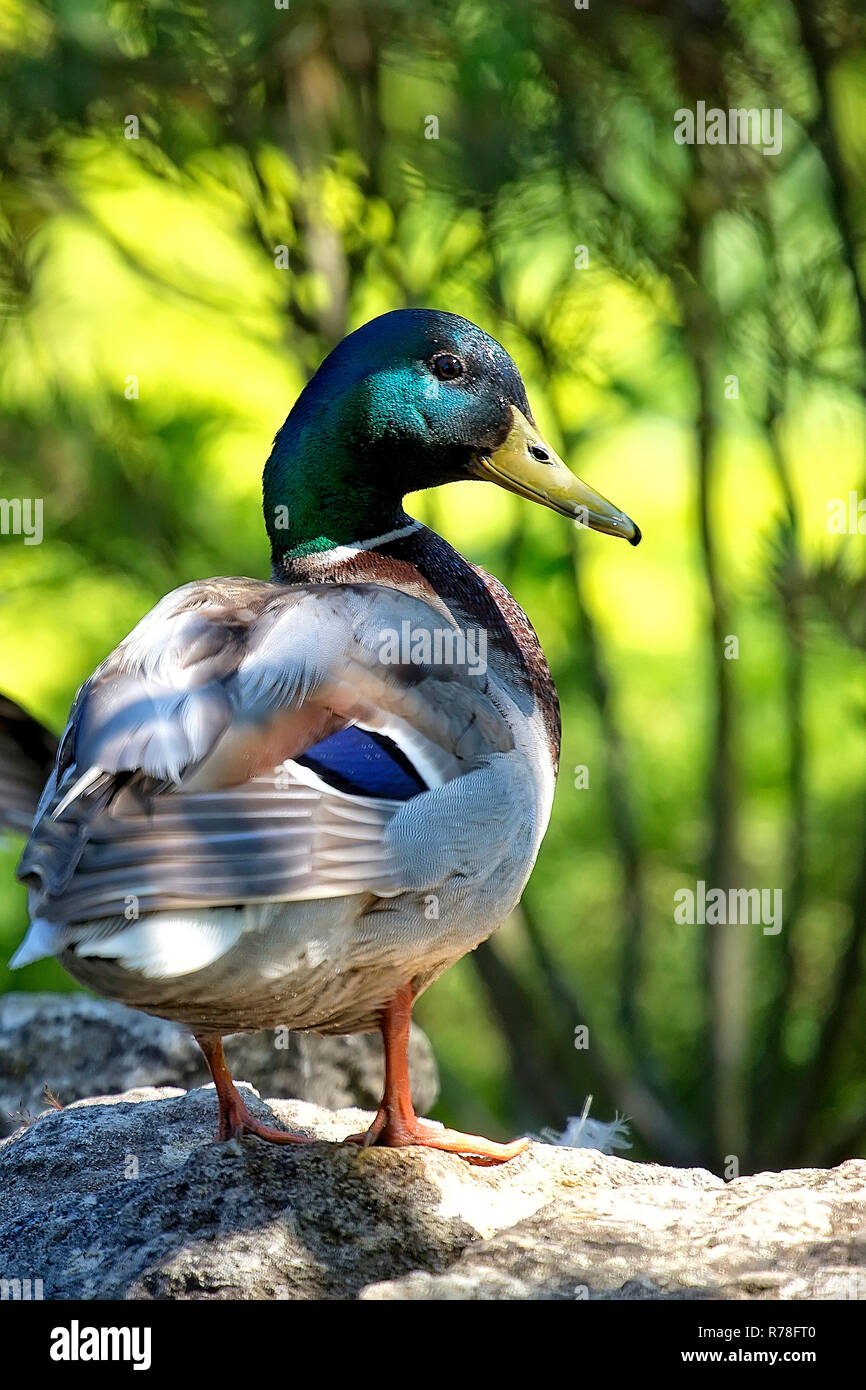 Duck in the wild Stock Photo - Alamy