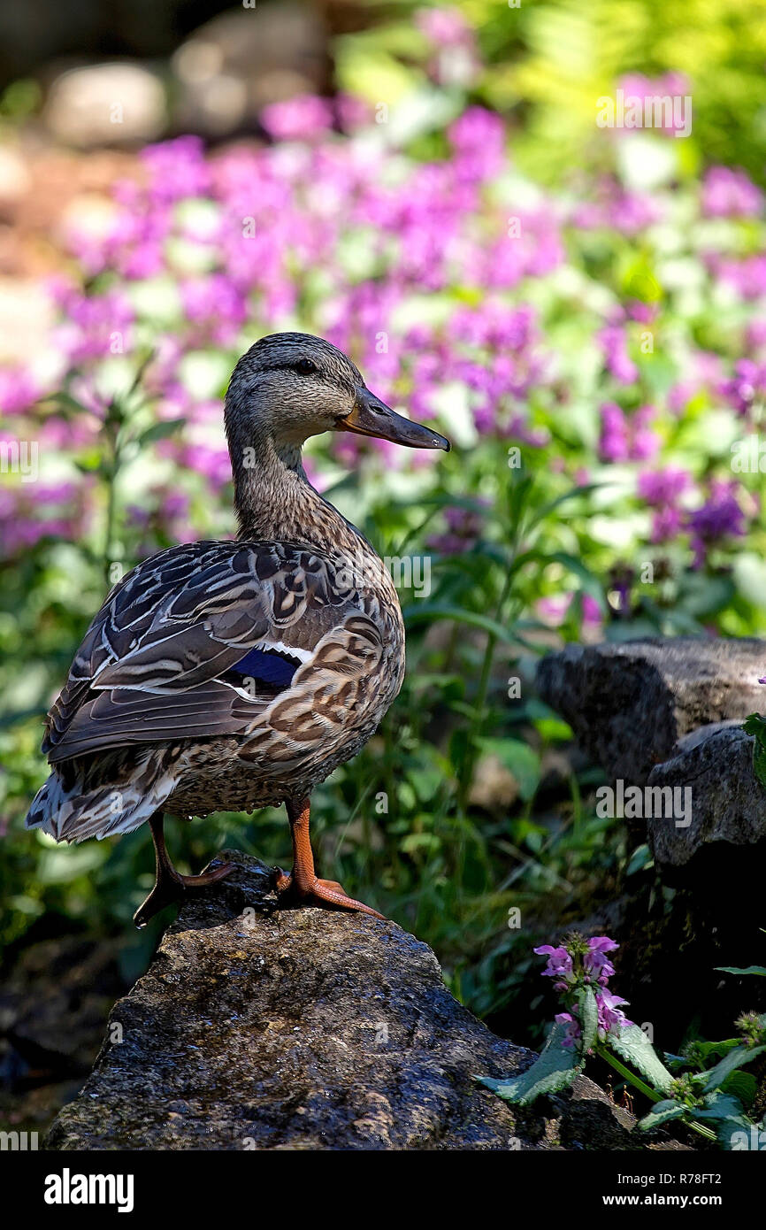 Duck in the wild Stock Photo - Alamy
