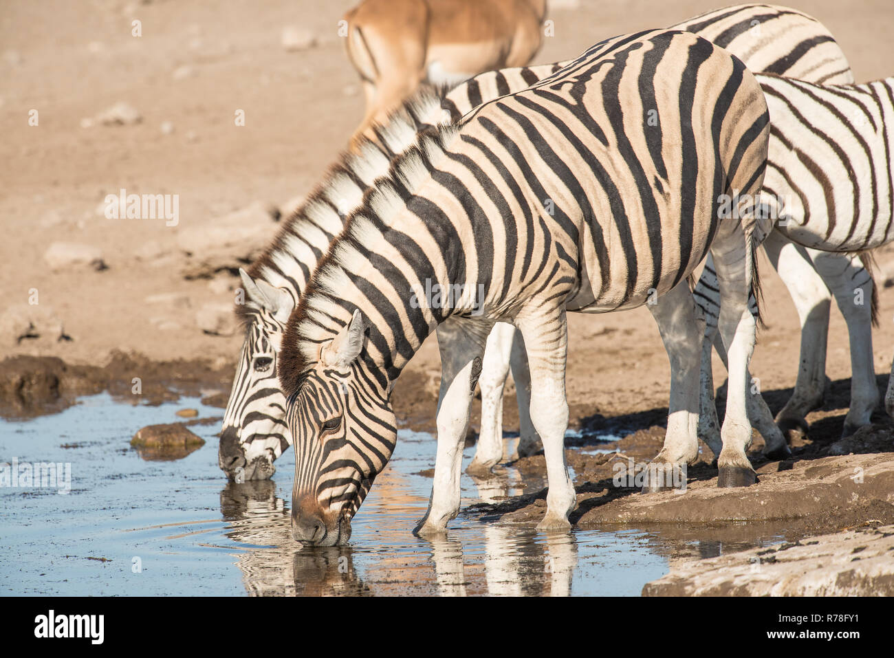 Zebras at a waterhole Stock Photo - Alamy