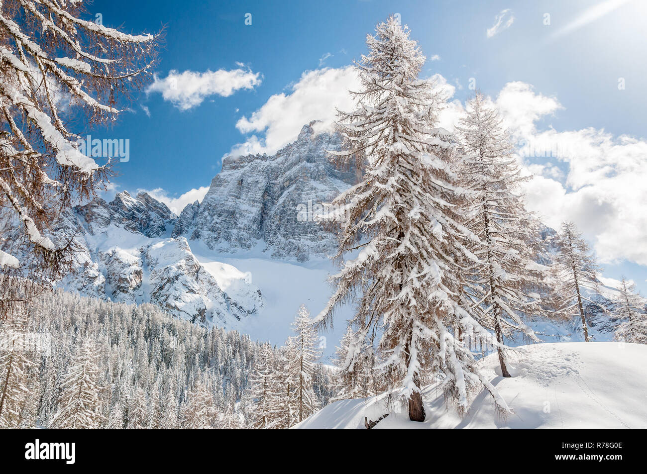 Winter panorama of fir trees covered with white snow with Mount Pelmo ...