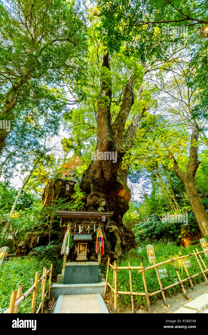 Atami, Shizuoka / Japan - December 1 2018: exterior Kinomiya Shrine ...