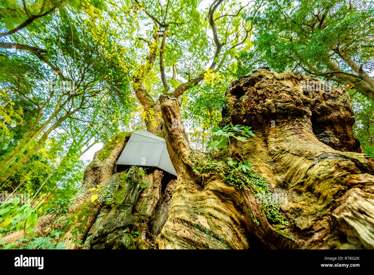Atami, Shizuoka / Japan - December 1 2018: exterior Kinomiya Shrine ...