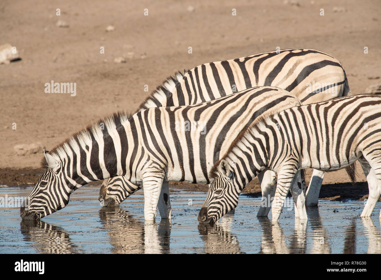 Zebras at a waterhole Stock Photo - Alamy