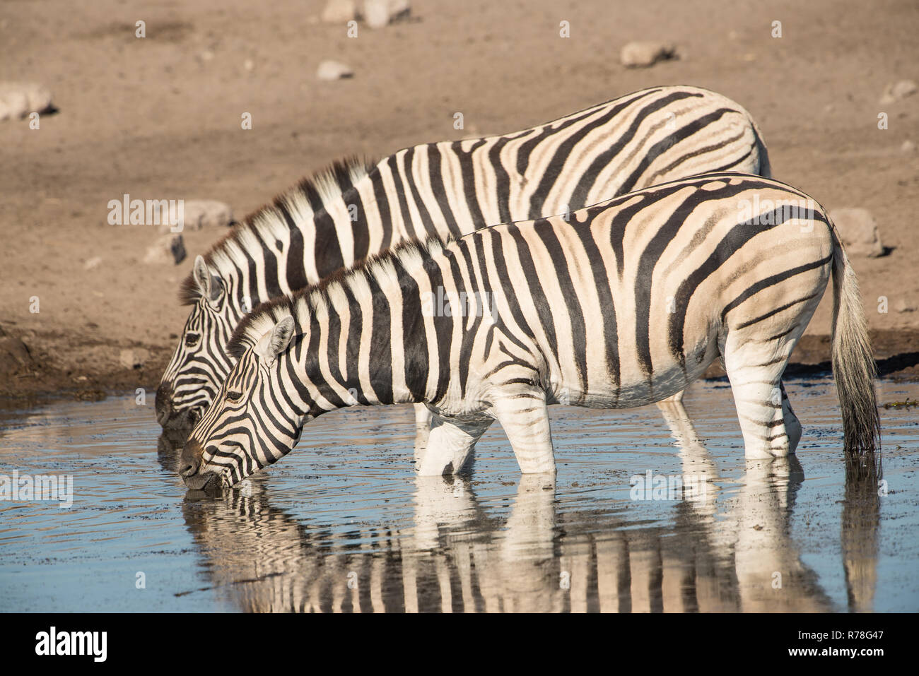 Zebras at a waterhole Stock Photo - Alamy