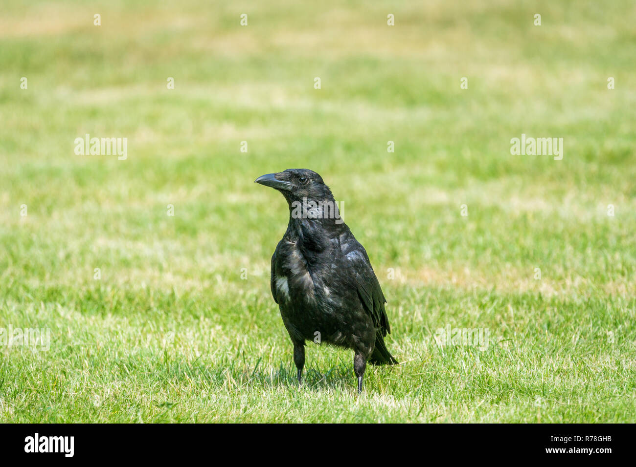 Close-up of a big black common raven (Corvus corax) Bird on a Meadow ...