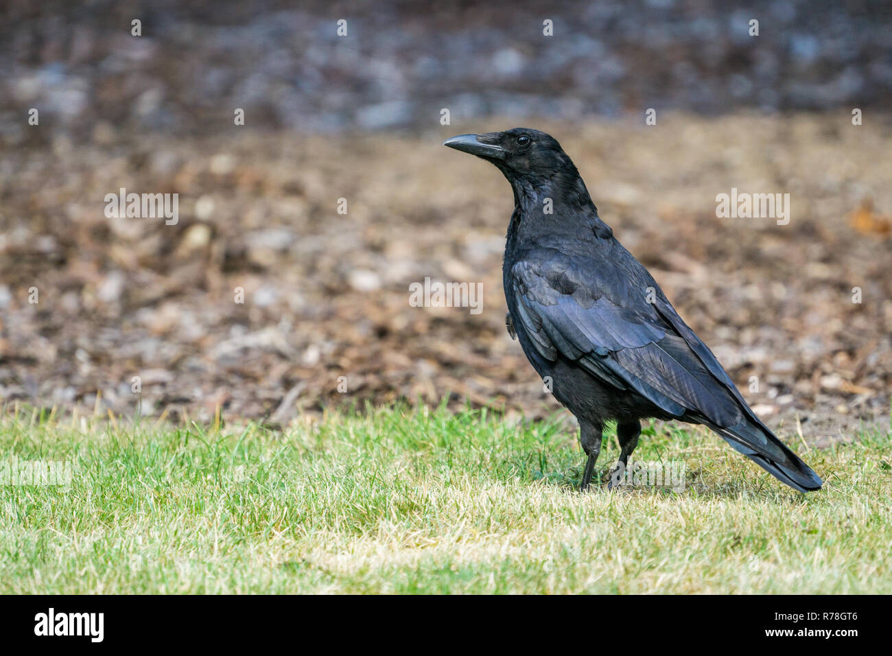 Close-up of a big black common raven (Corvus corax) Bird on a Meadow ...