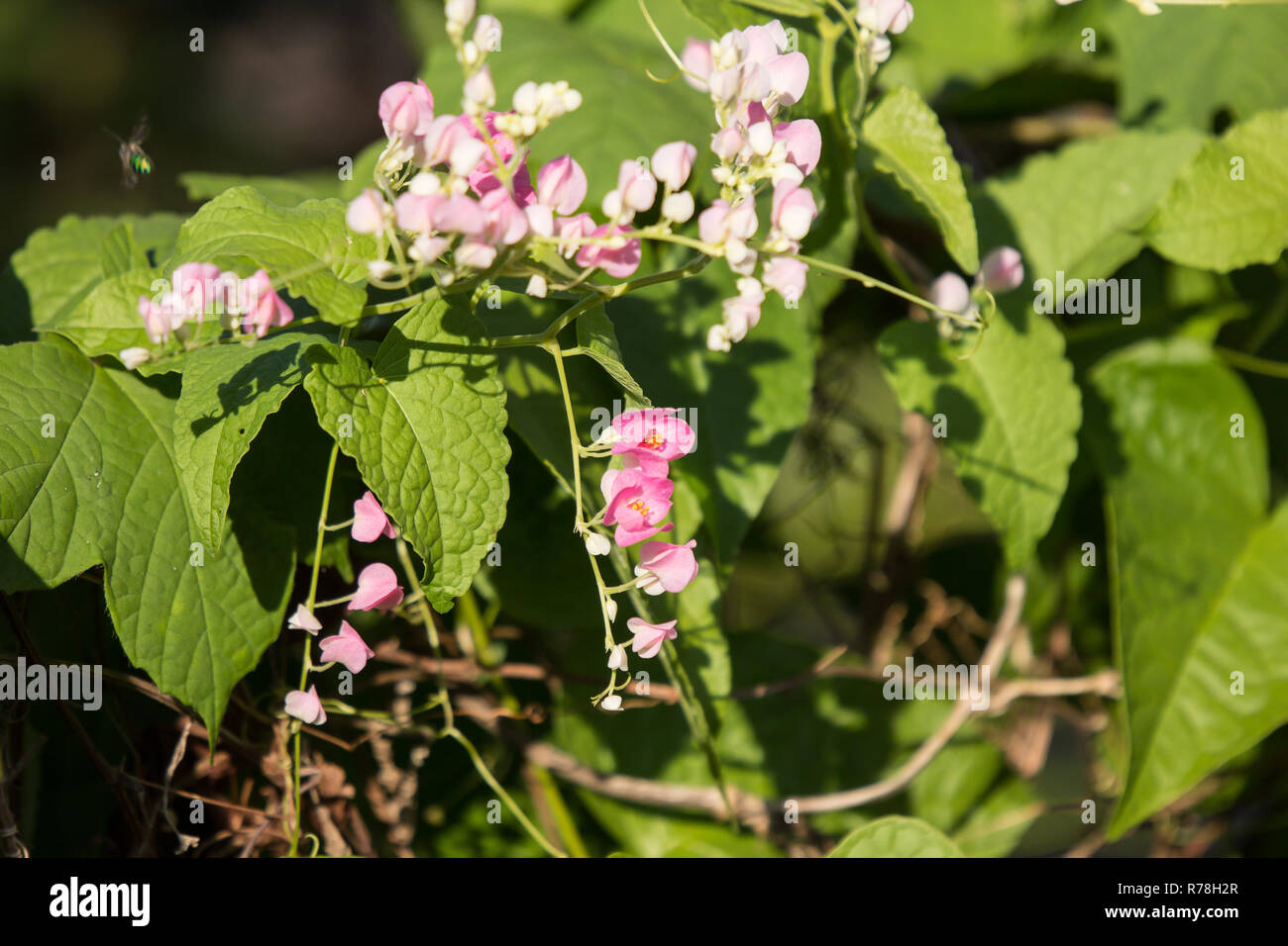 Close up of Small Pink mix white flower , Mexican creeper flower Stock ...