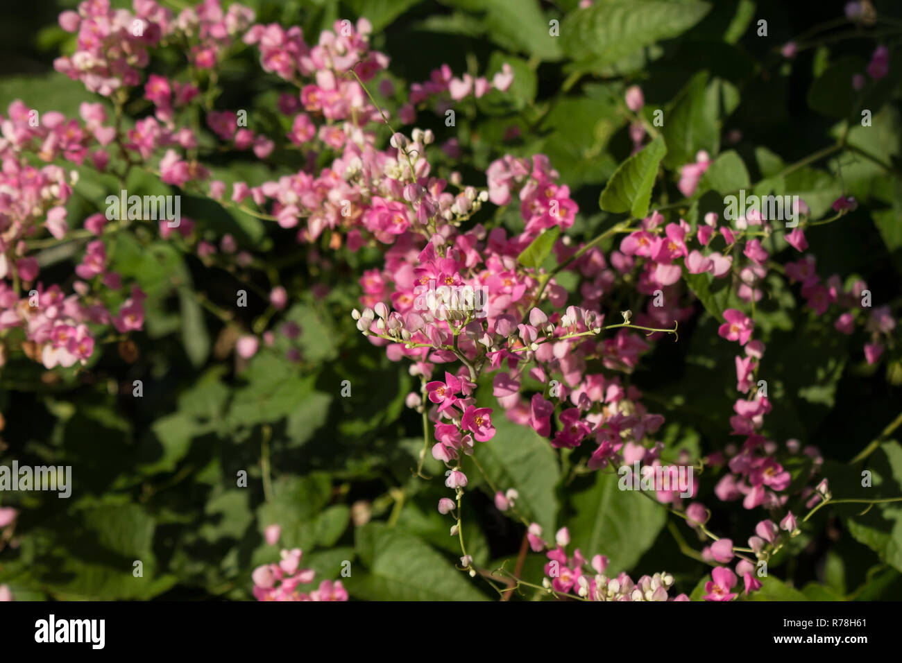 Close up of Small Pink mix white flower , Mexican creeper flower Stock ...