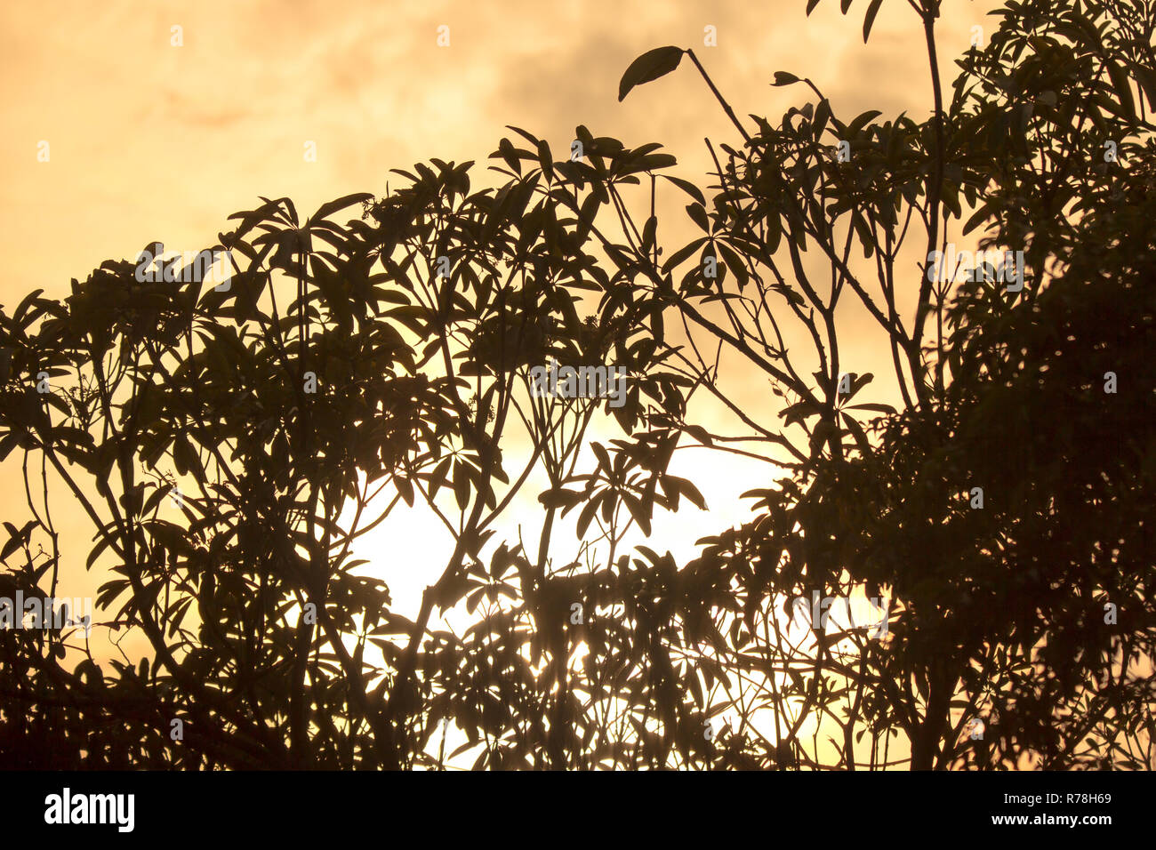 Close up Shodow of leaf Blackboard Tree, Alstonia scholaris (Linn Stock ...