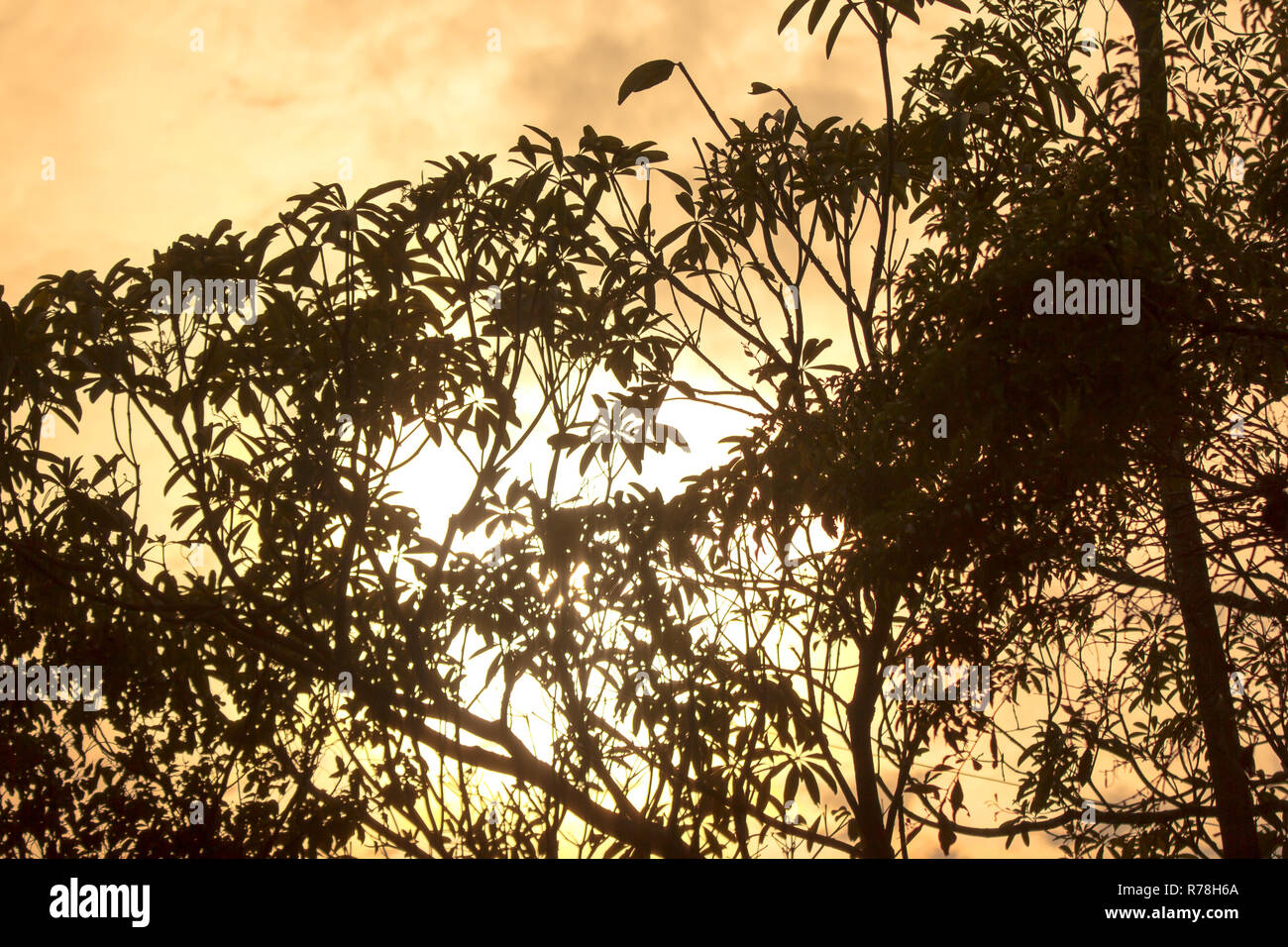 Close up Shodow of leaf Blackboard Tree, Alstonia scholaris (Linn Stock ...