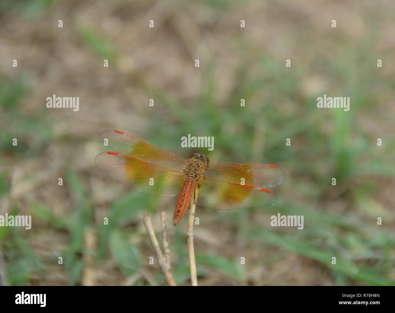 Dragonfly rest hi-res stock photography and images - Alamy