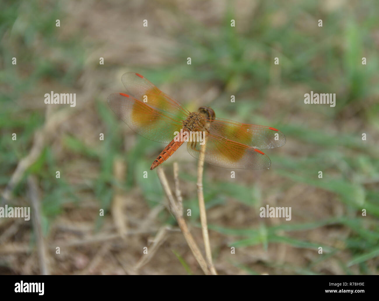 African dragonfly hi-res stock photography and images - Alamy