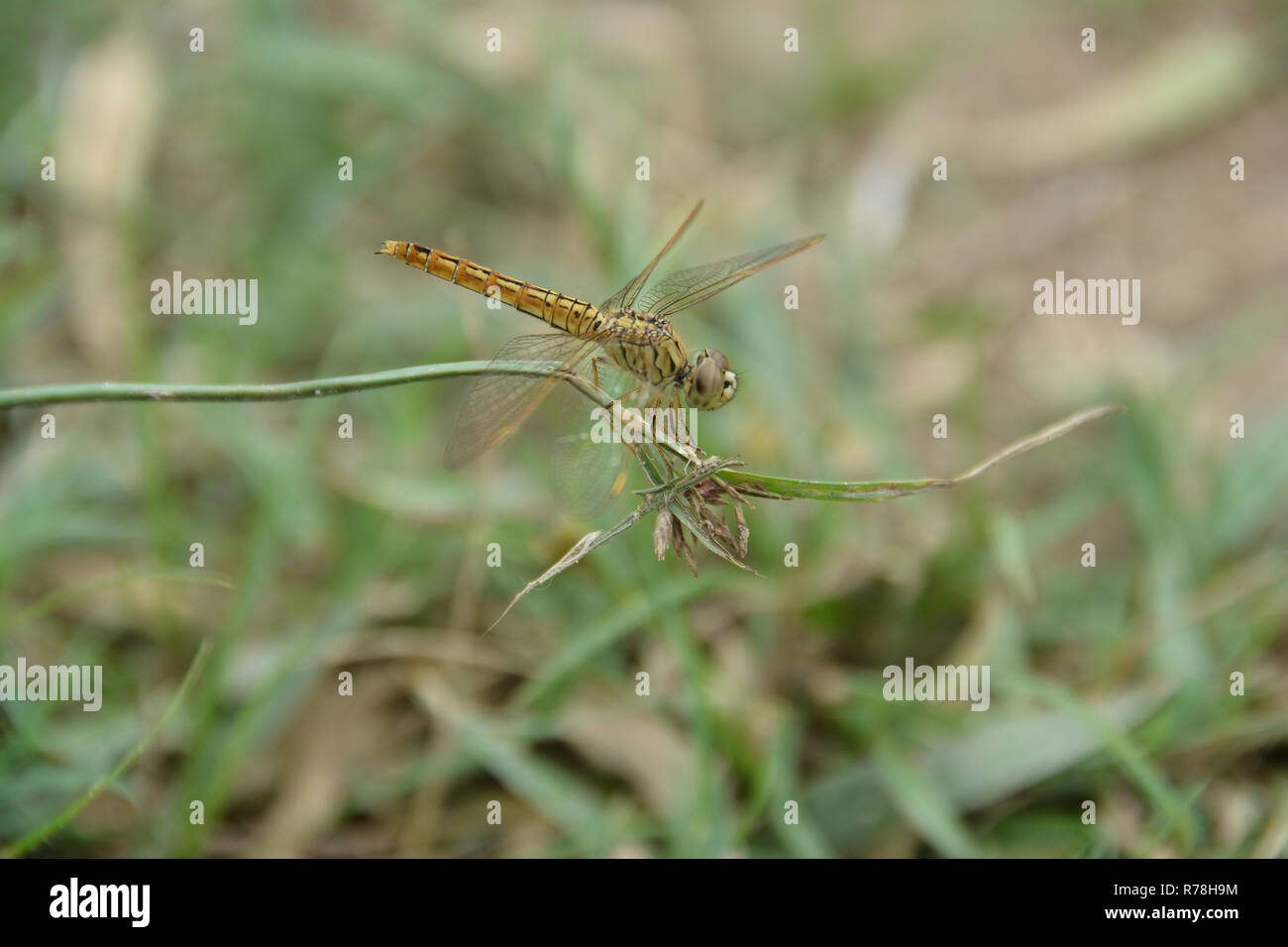 African dragonfly hi-res stock photography and images - Alamy