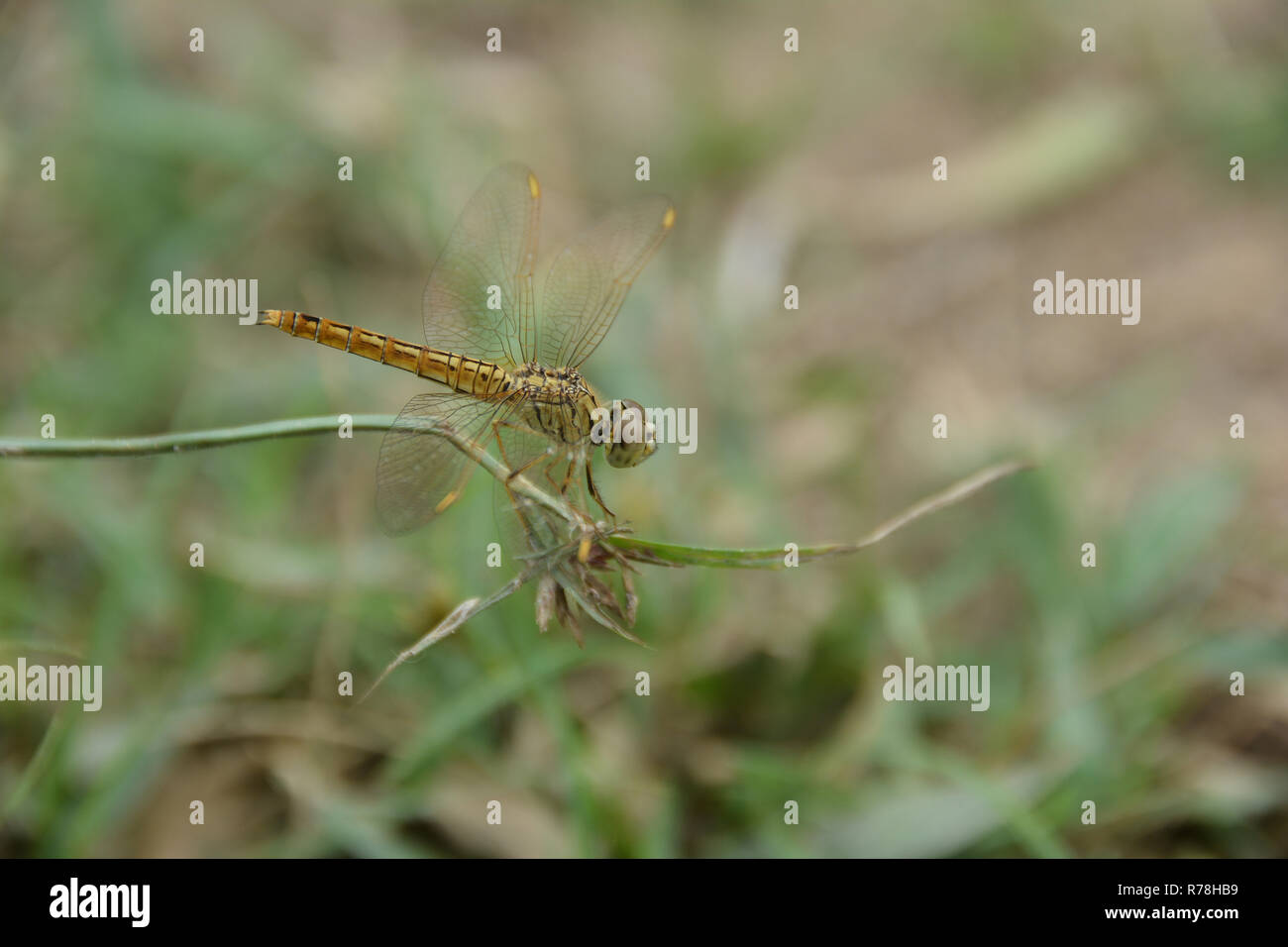 African dragonflies hi-res stock photography and images - Alamy