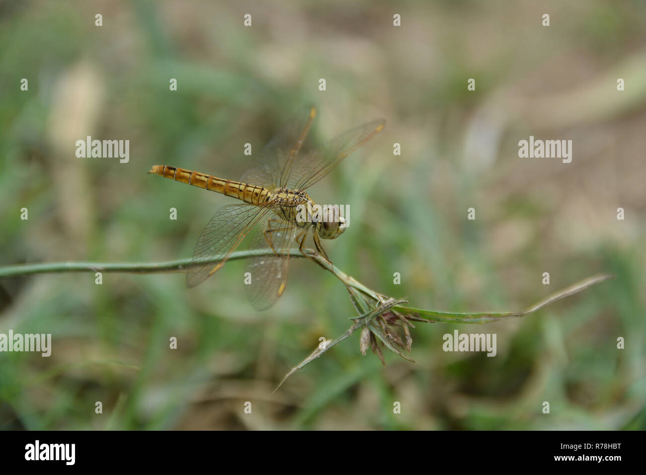 Closeup Dragonfly rest on the grass branch in the Nature Stock Photo ...