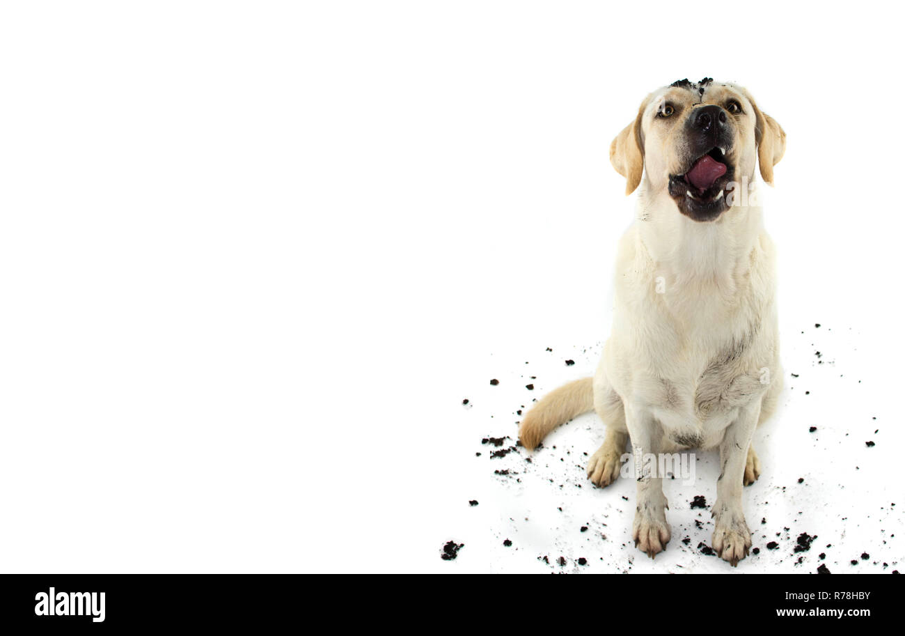 DIRTY DOG. FUNNY MUDDY LABRADOR RETRIEVER MAKING A FACE AFTER PLAY INA ...