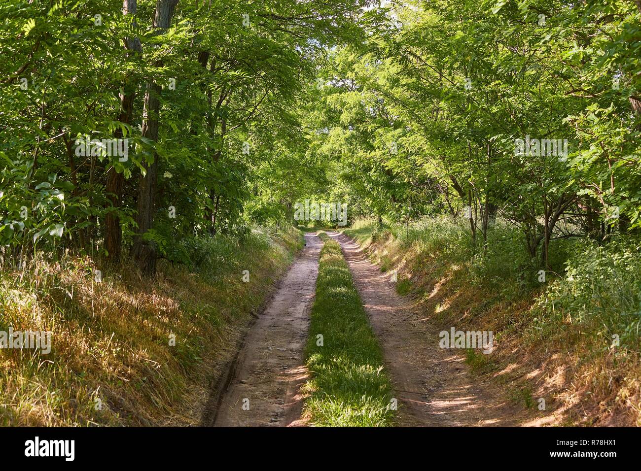Forest walking route Stock Photo - Alamy