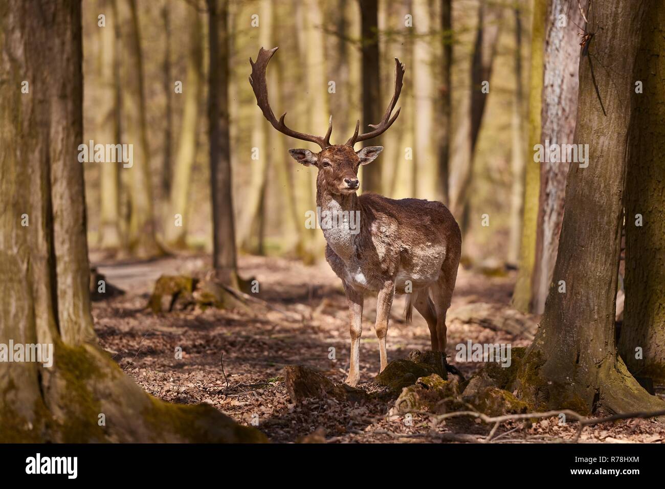 Deer in the woods Stock Photo - Alamy