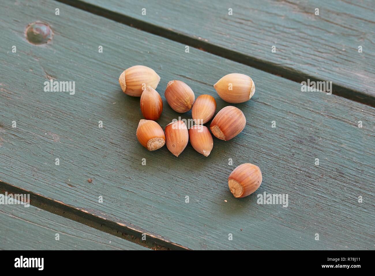 Eats hazel nuts hi-res stock photography and images - Alamy