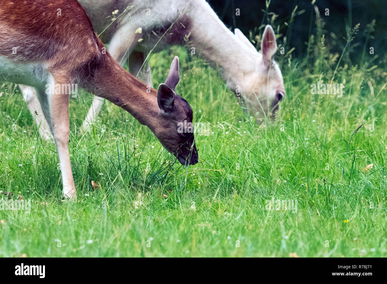 Wild young red deer Stock Photo - Alamy