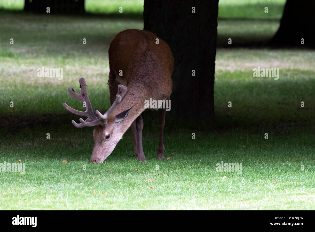 Roe deer fawn woods uk hi-res stock photography and images - Alamy