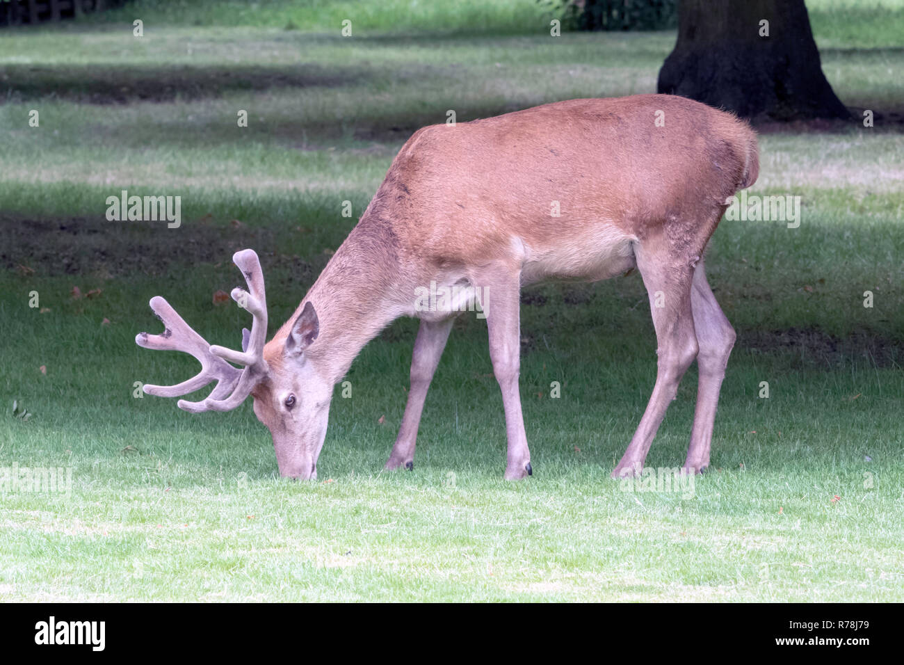 Roe deer fawn woods uk hi-res stock photography and images - Alamy