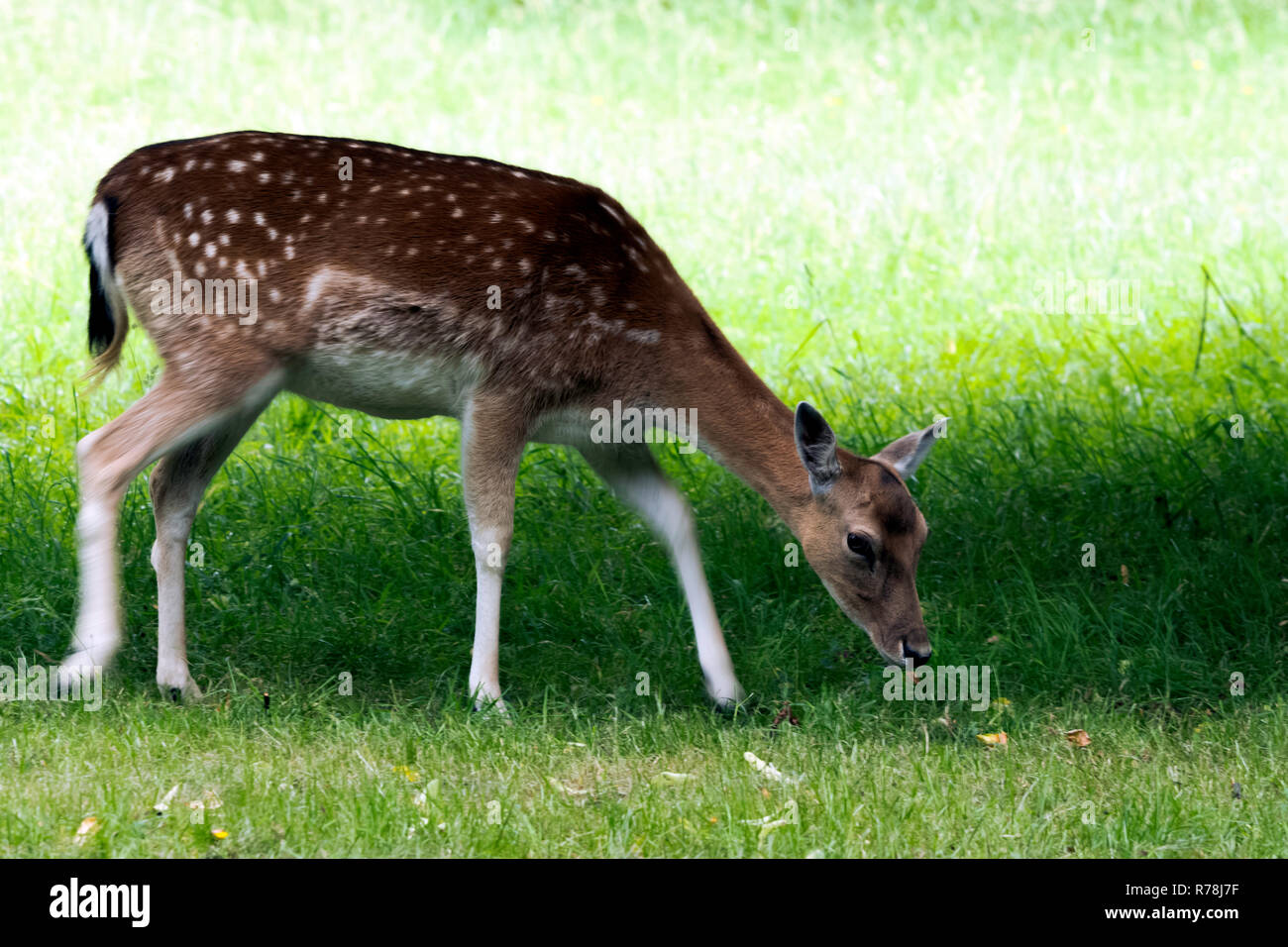 Wild young red deer Stock Photo - Alamy