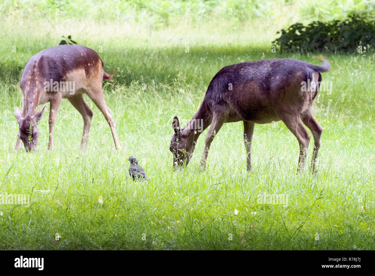 Wild young red deer Stock Photo - Alamy